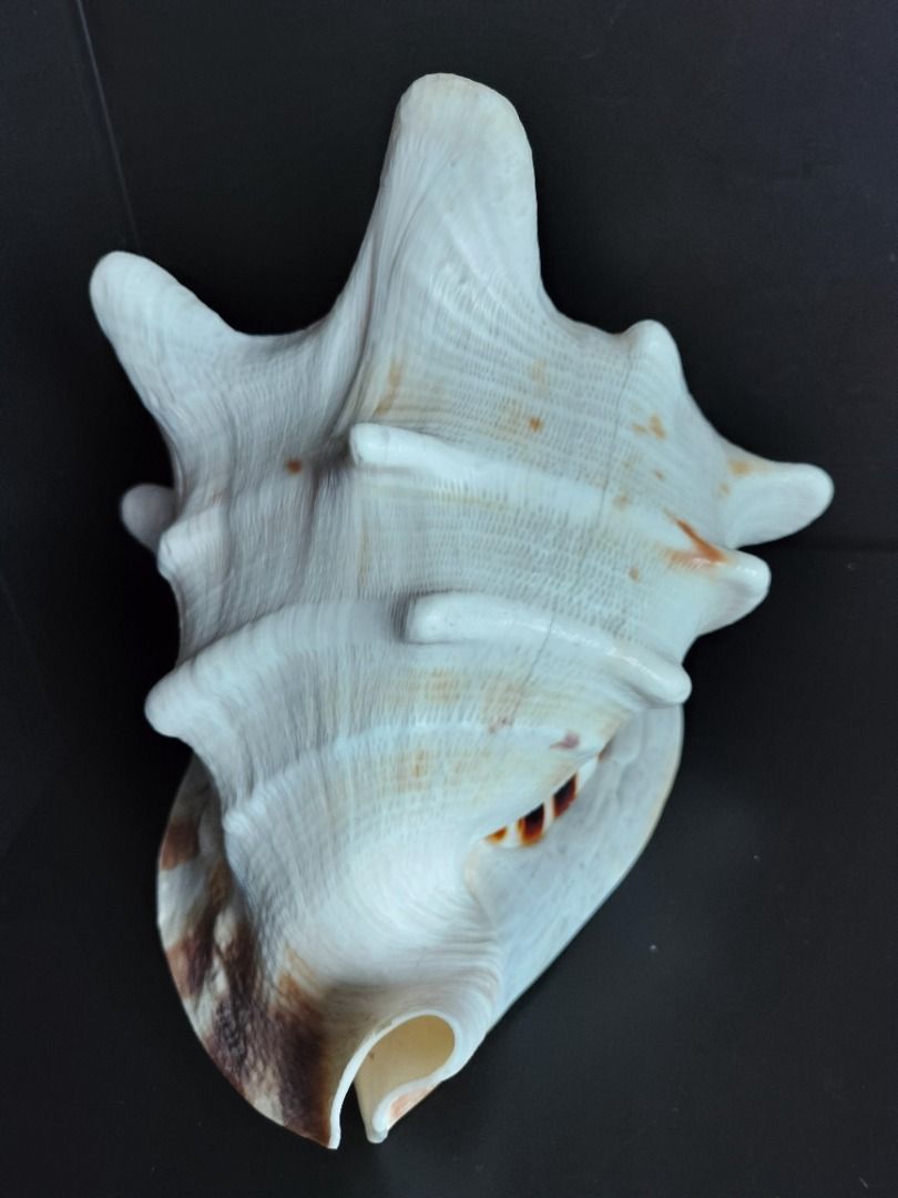 Rare Vintage Beautiful Giant Horned Helmet Seashell , Furniture & Home ...