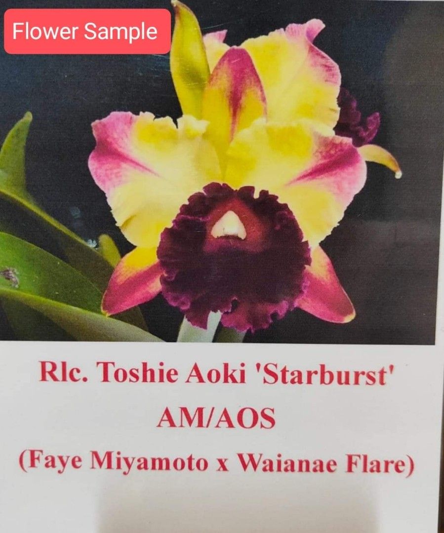 Rlc. Toshie Aoki 'Starburst' AM/AOS (Faye Miyamoto x Waianae Flare ...