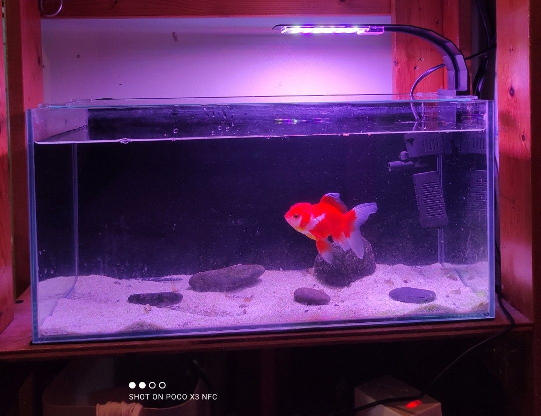 Slim aquarium fish tank set come with lid, light and filter, Pet ...