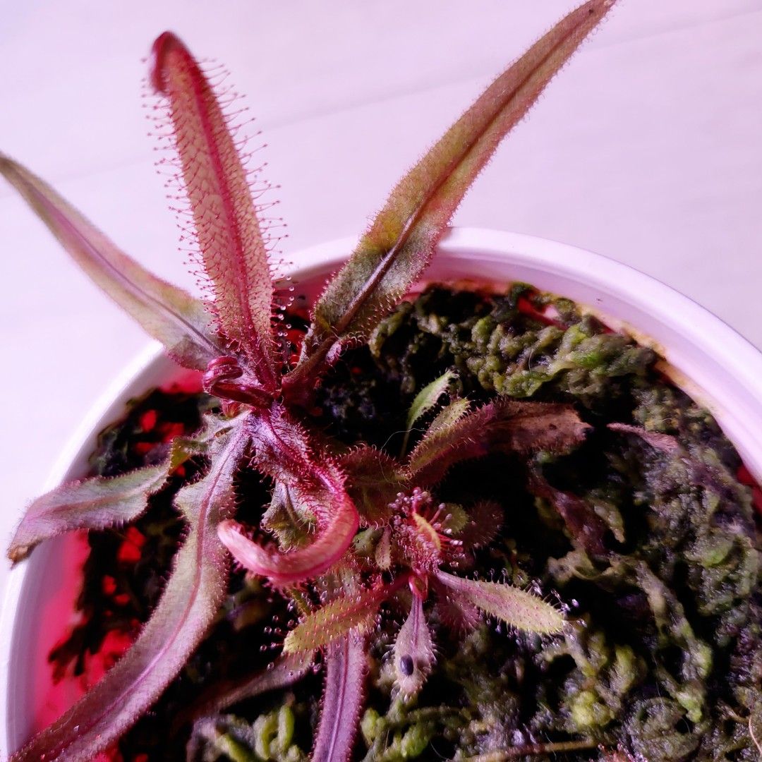 Sundew Drosera Adelae Exotic Carnivorous Plant Insect Mosquito Catcher ...