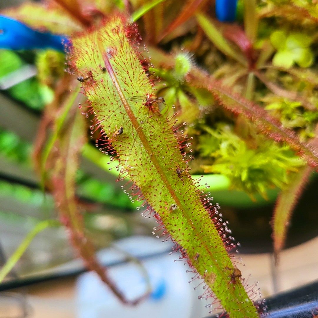 Sundew Drosera Adelae Exotic Carnivorous Plant Insect Mosquito Catcher ...