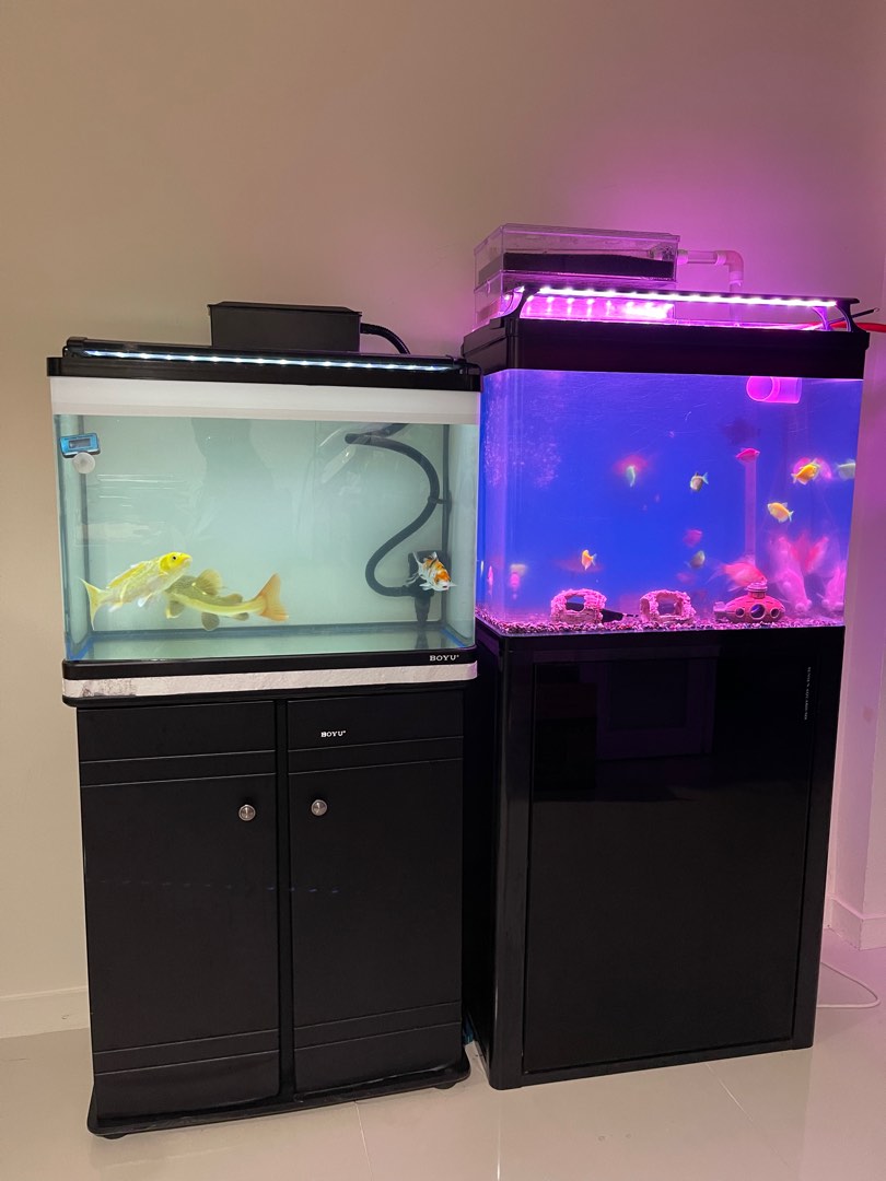 Two fish tanks, Pet Supplies, Homes & Other Pet Accessories on Carousell