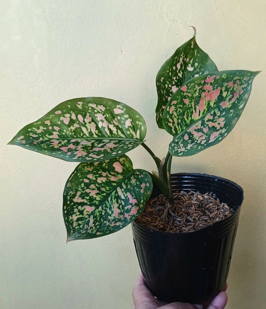 Aglaonema Etta Rose Plant (as of 8/22), Furniture & Home Living ...