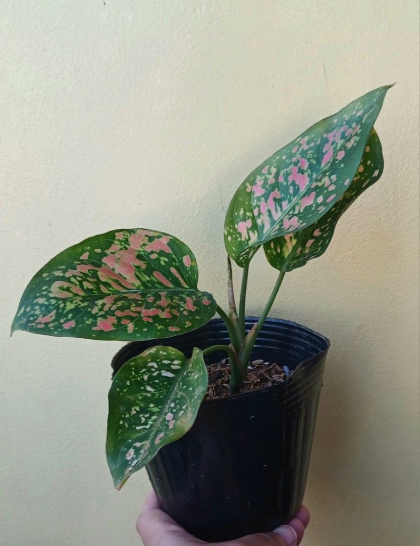 Aglaonema Etta Rose Plant (as of 8/22), Furniture & Home Living ...