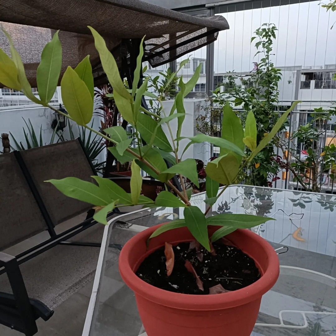 homegrown grafted Red Jambu Ayer, Furniture & Home Living, Gardening ...