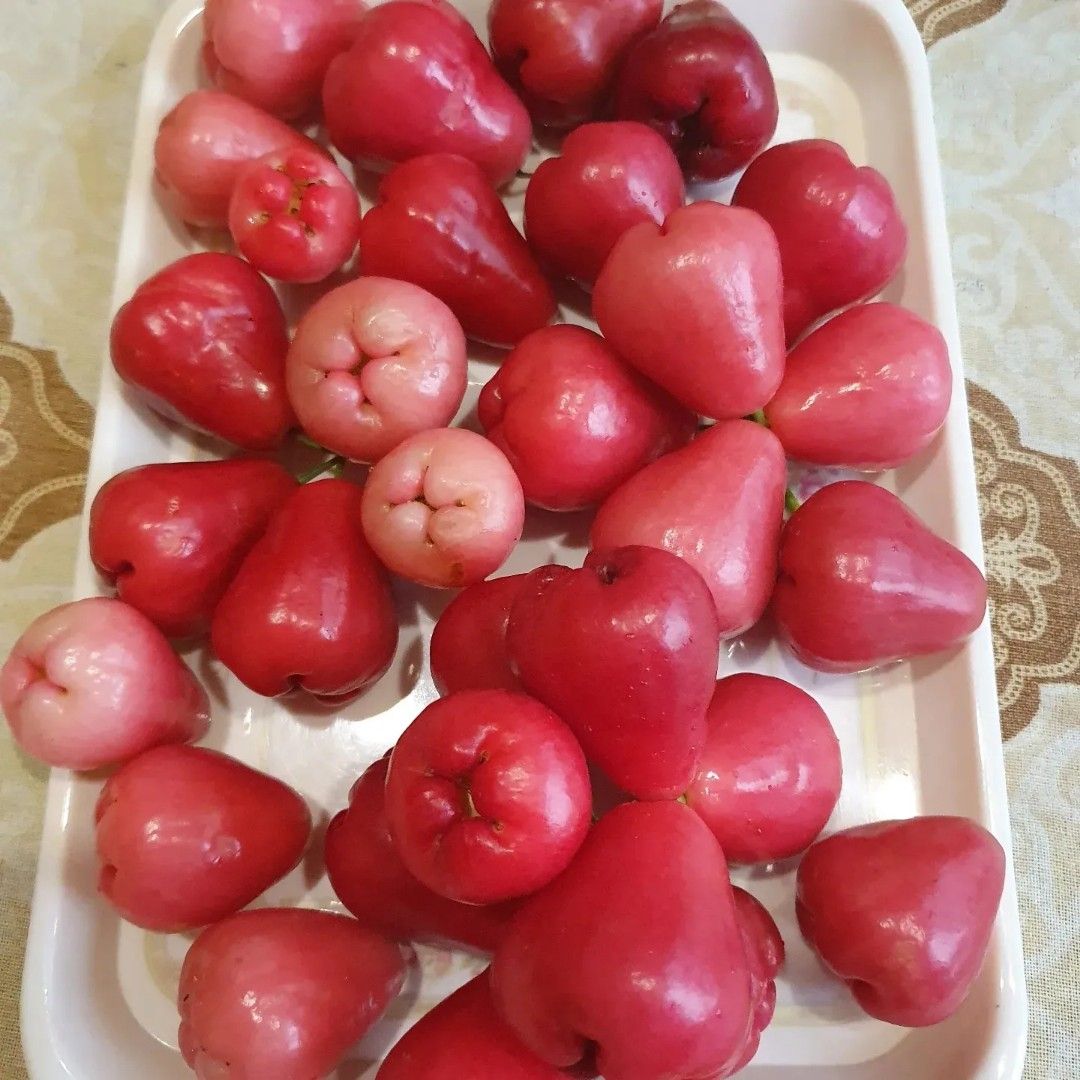 homegrown grafted Red Jambu Ayer, Furniture & Home Living, Gardening ...