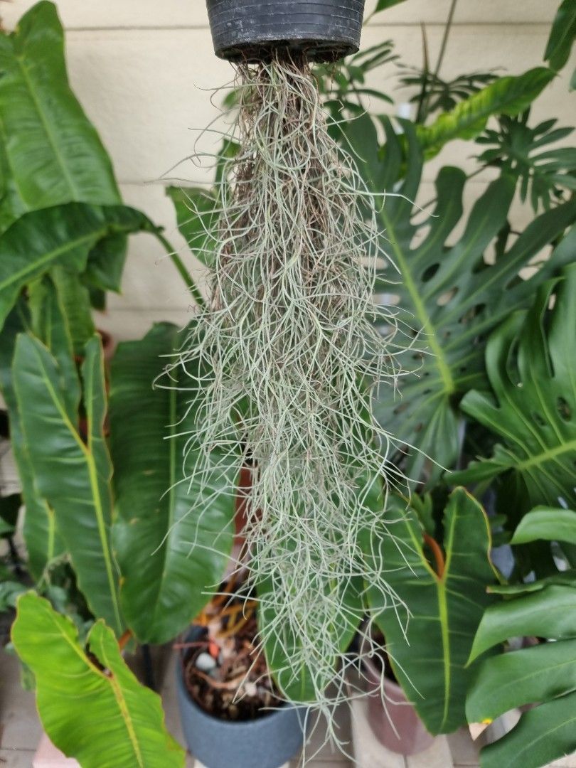 Janggut Tok Adam air plant, Furniture & Home Living, Gardening, Plants ...