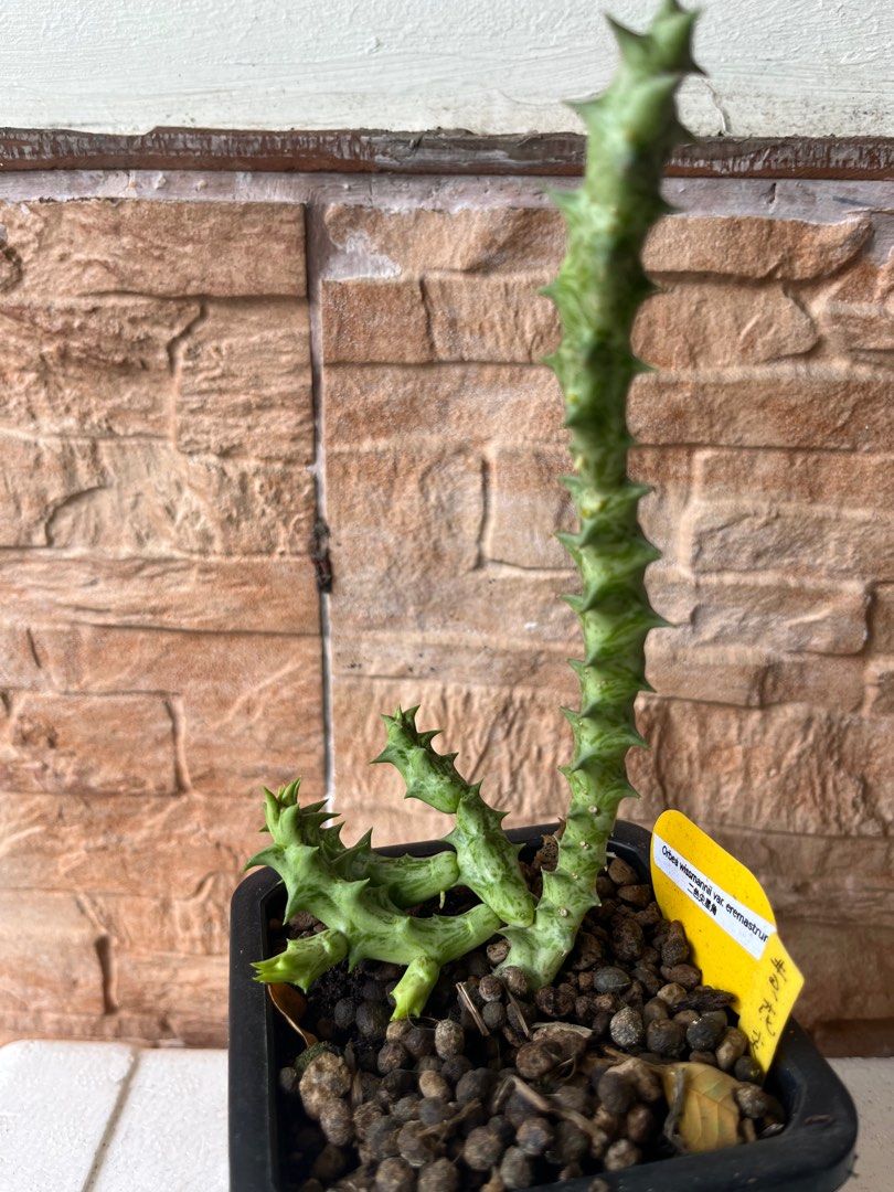 Orbea wissmannii var. eremastrum二色尖星角, Furniture & Home Living ...