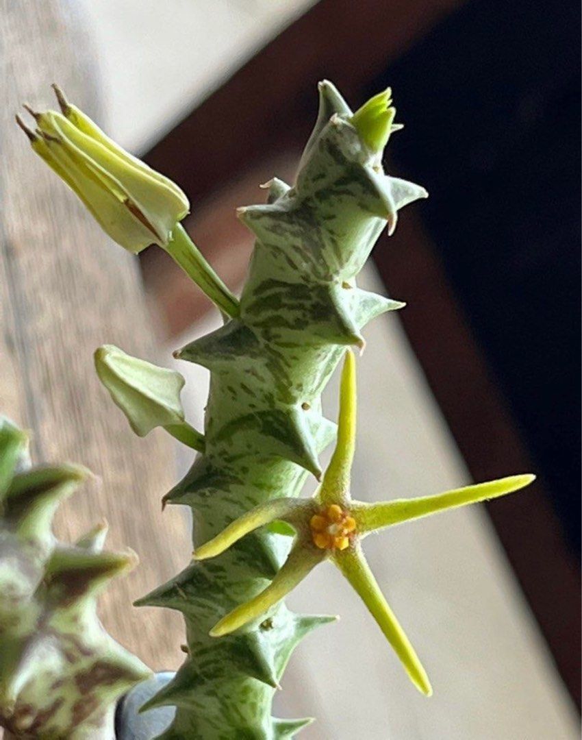 Orbea wissmannii var. eremastrum二色尖星角, Furniture & Home Living ...