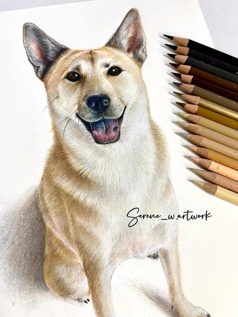 Pet Potrait / pet drawing / commissioned Artwork / Gift, Hobbies & Toys ...