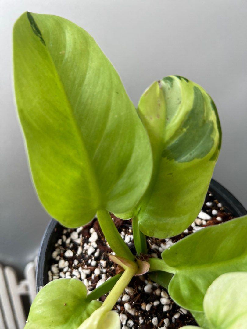 Philodendron Ruaysap Variegated (Marble), Furniture & Home Living ...