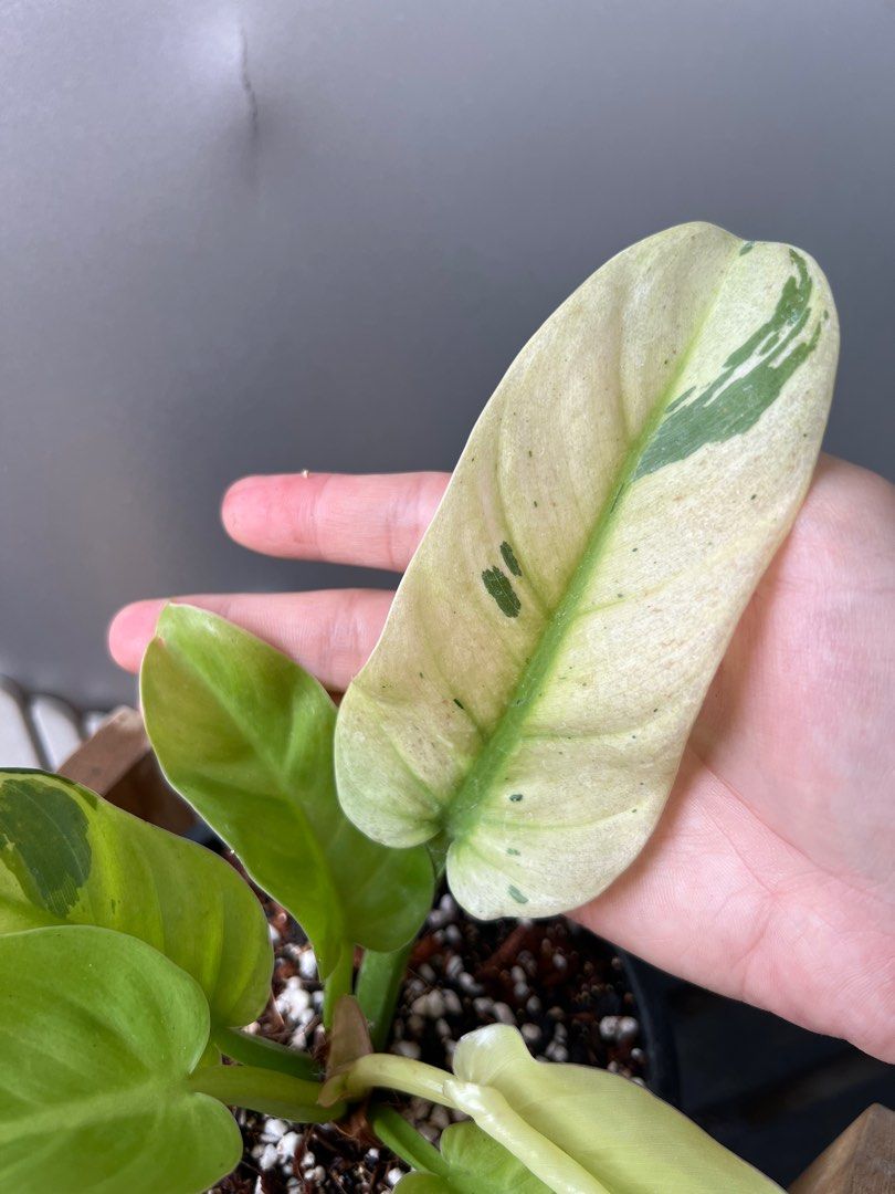 Philodendron Ruaysap Variegated (Marble), Furniture & Home Living ...
