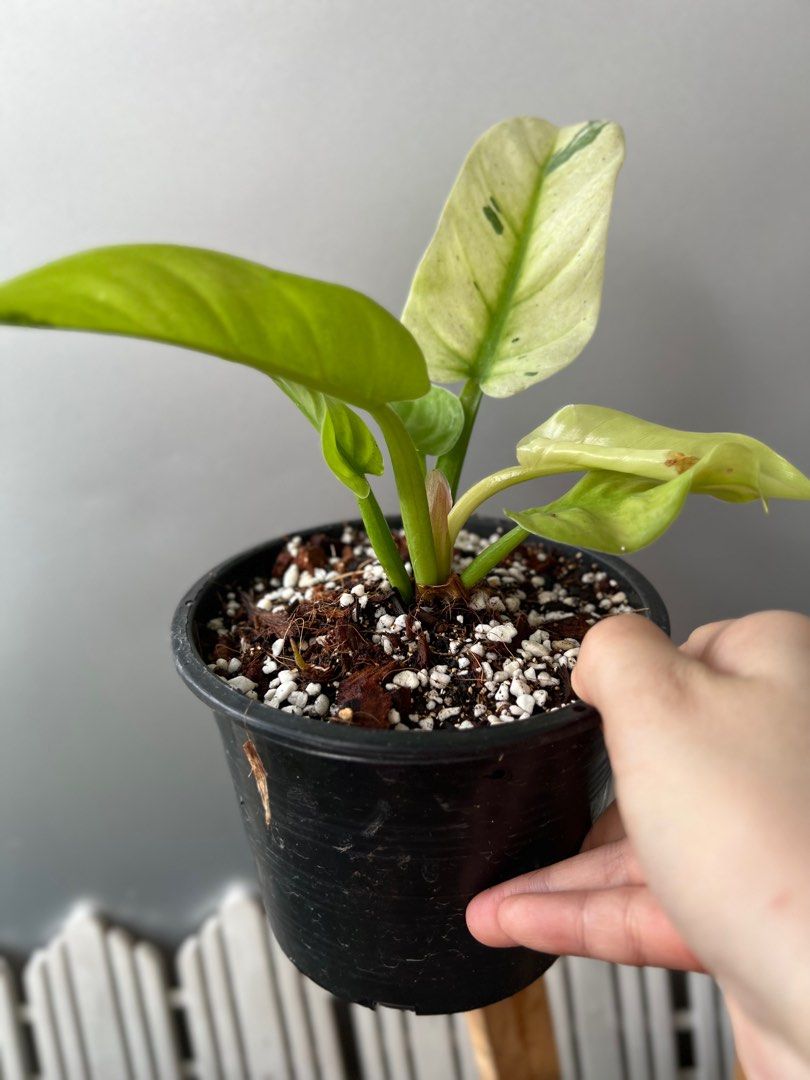 Philodendron Ruaysap Variegated (Marble), Furniture & Home Living ...