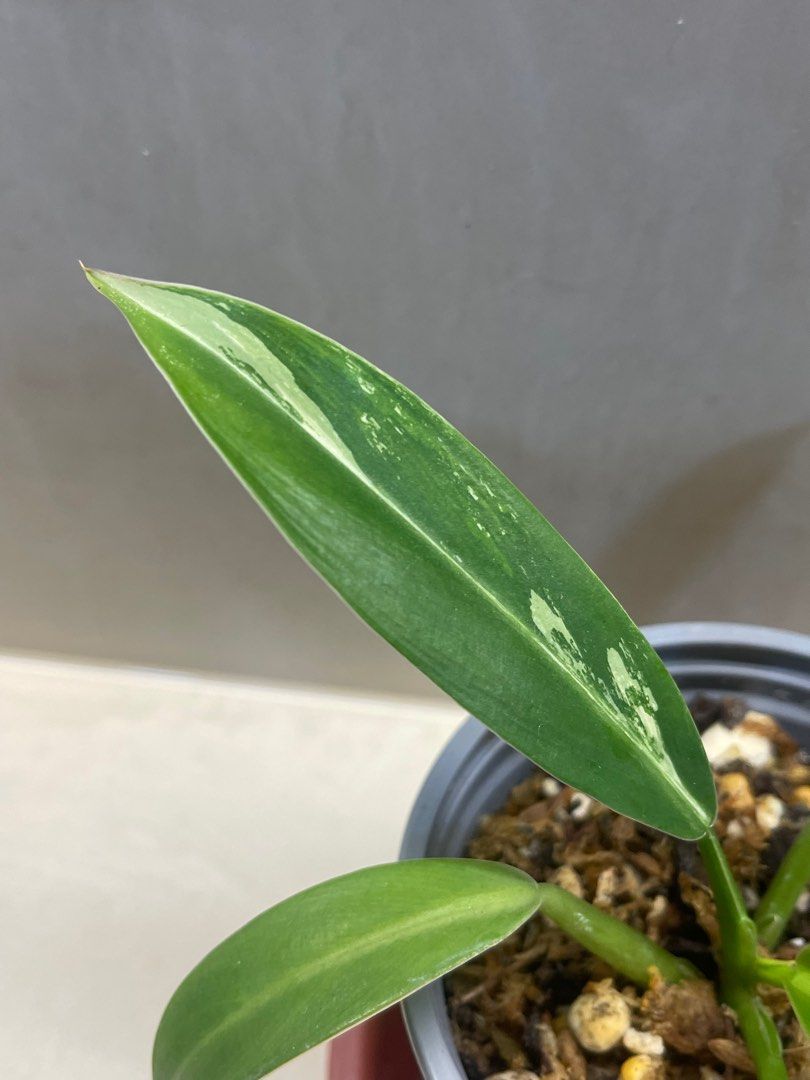 Philodendron Wend Imbe Variegated, Furniture & Home Living, Gardening ...