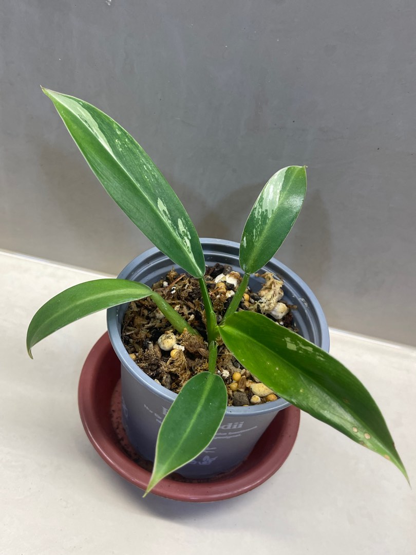 Philodendron Wend Imbe Variegated, Furniture & Home Living, Gardening ...