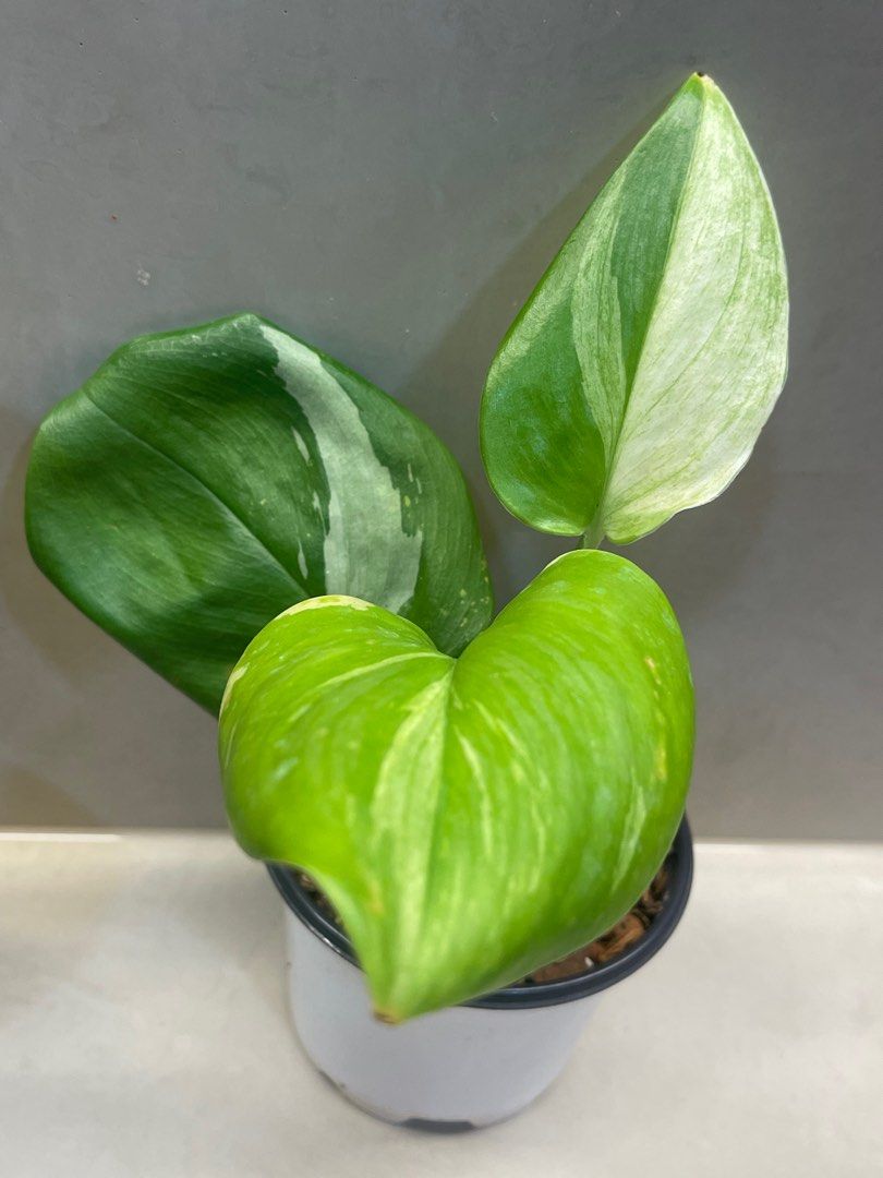Thailand Scindapsus Moonlight Variegated, Furniture & Home Living ...