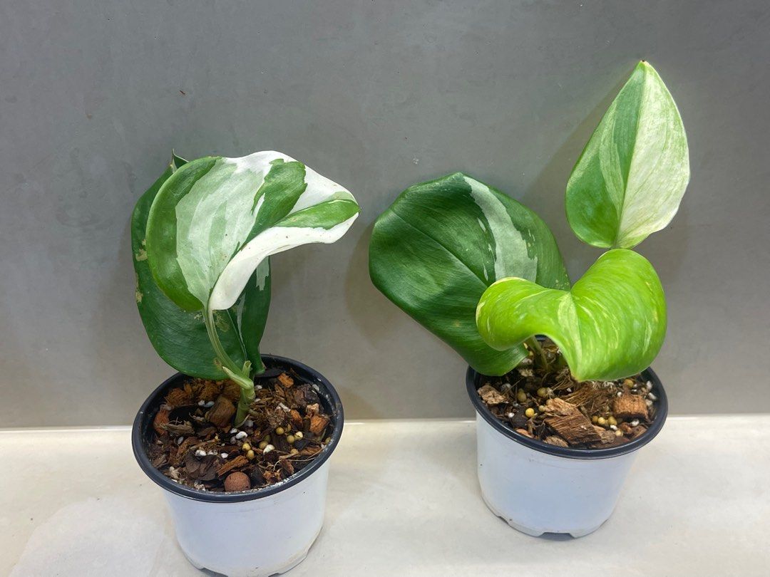 Thailand Scindapsus Moonlight Variegated, Furniture & Home Living ...