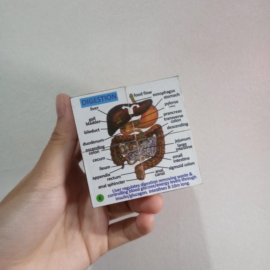Anatomy Cube Hobbies And Toys Stationary And Craft Stationery And School