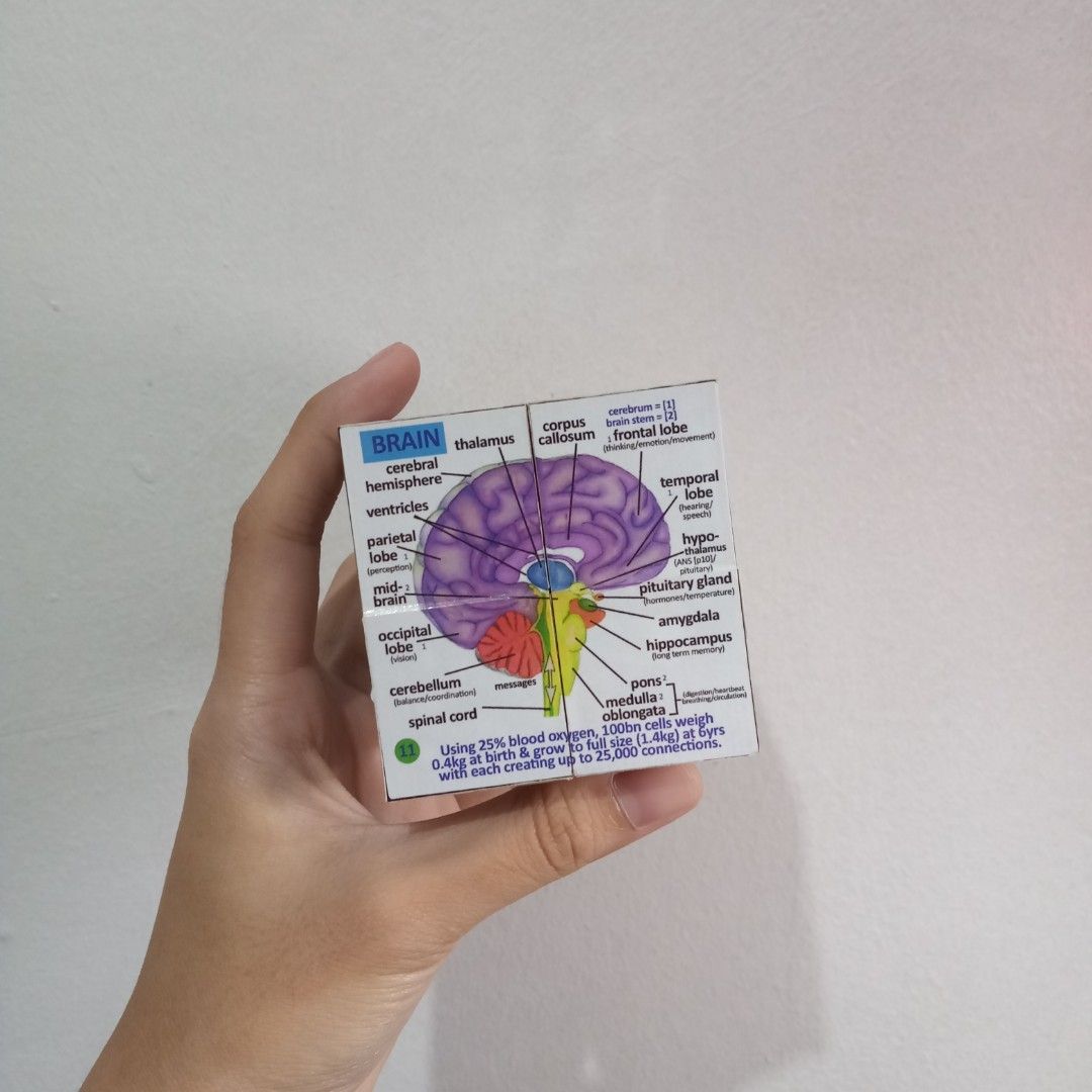 Anatomy Cube Hobbies And Toys Stationary And Craft Stationery And School