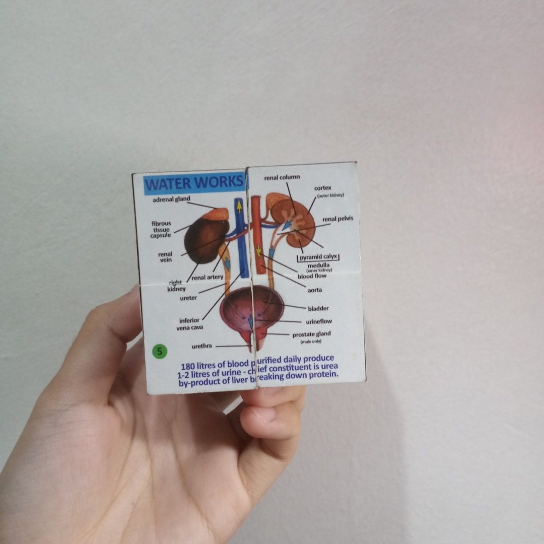 Anatomy Cube Hobbies And Toys Stationary And Craft Stationery And School