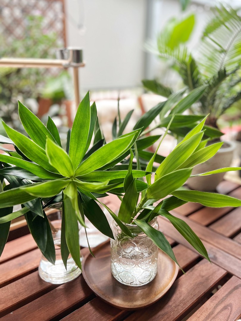 Dracaena reflexa Lily bamboo tree plants indoor/outdoor, Furniture ...