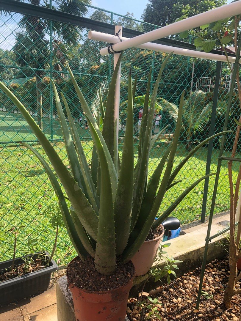 Large aloe vera, Furniture & Home Living, Gardening, Plants & Seeds on ...