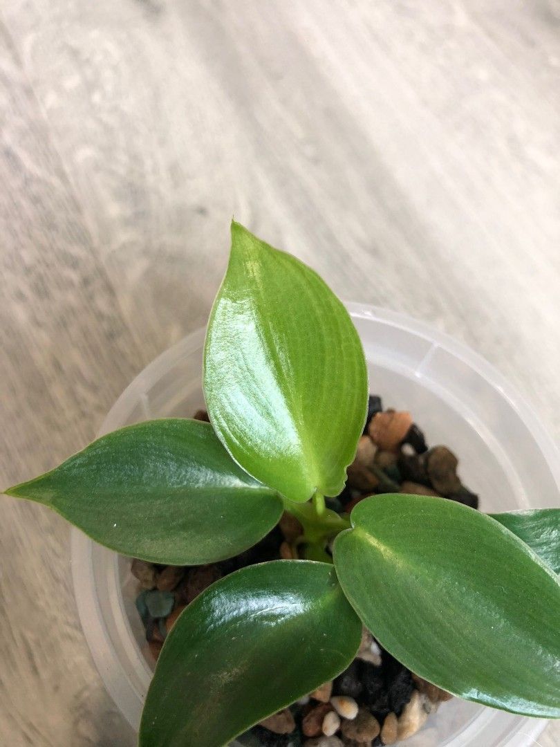 Philodendron Jerry Horne, Furniture & Home Living, Gardening, Plants ...