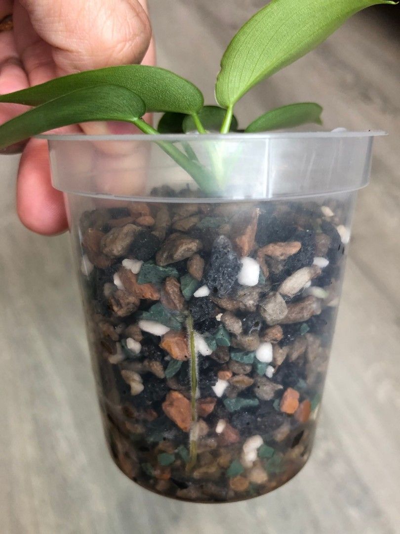 Philodendron Jerry Horne, Furniture & Home Living, Gardening, Plants ...