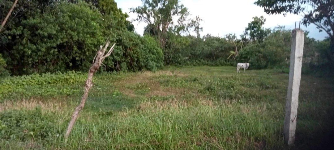 1000 square meters Lot for Rent / Lease in San Juan, Batangas on Carousell