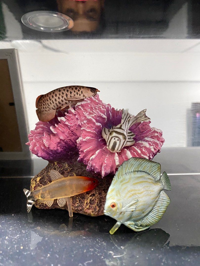 Fish displays with the corals, Pet Supplies, Homes & Other Pet ...