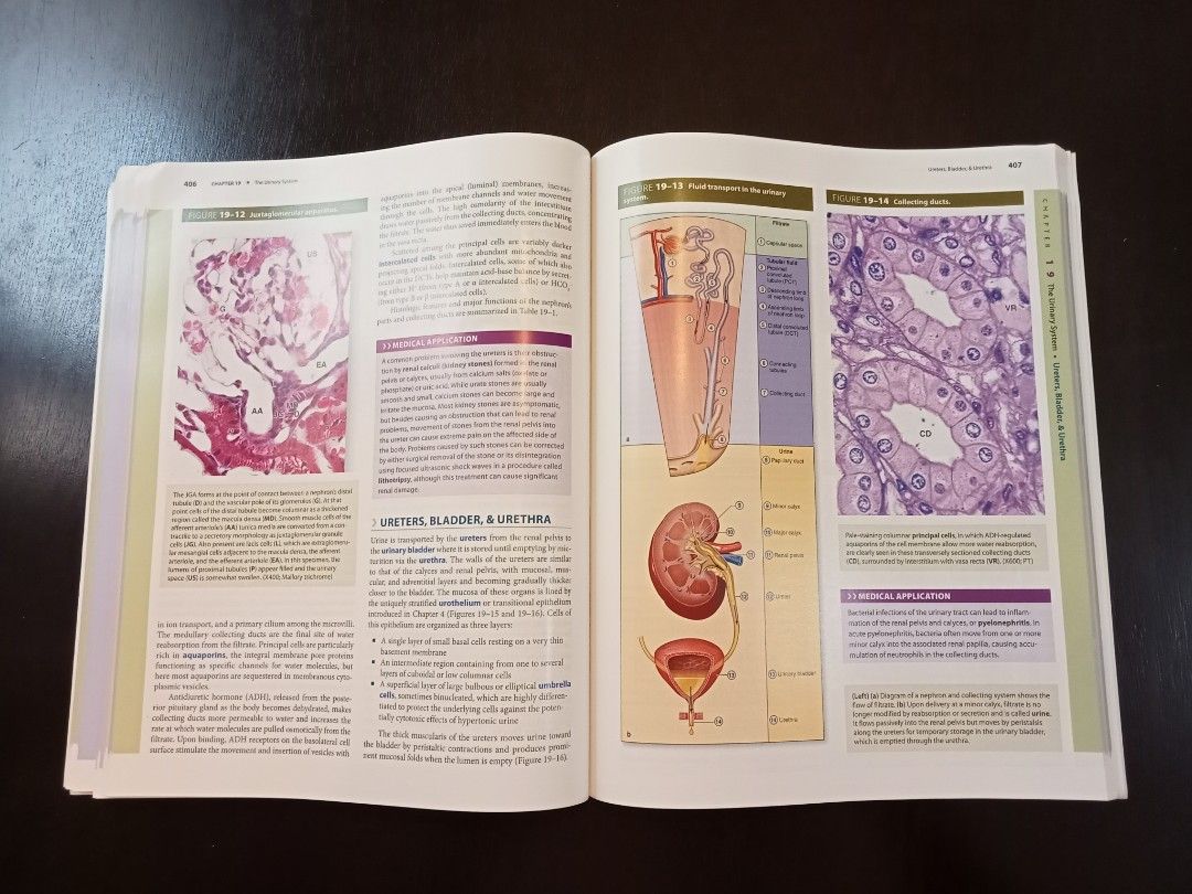 Junqueira's Basic Histology: Text and Atlas, 16th edition, Hobbies ...
