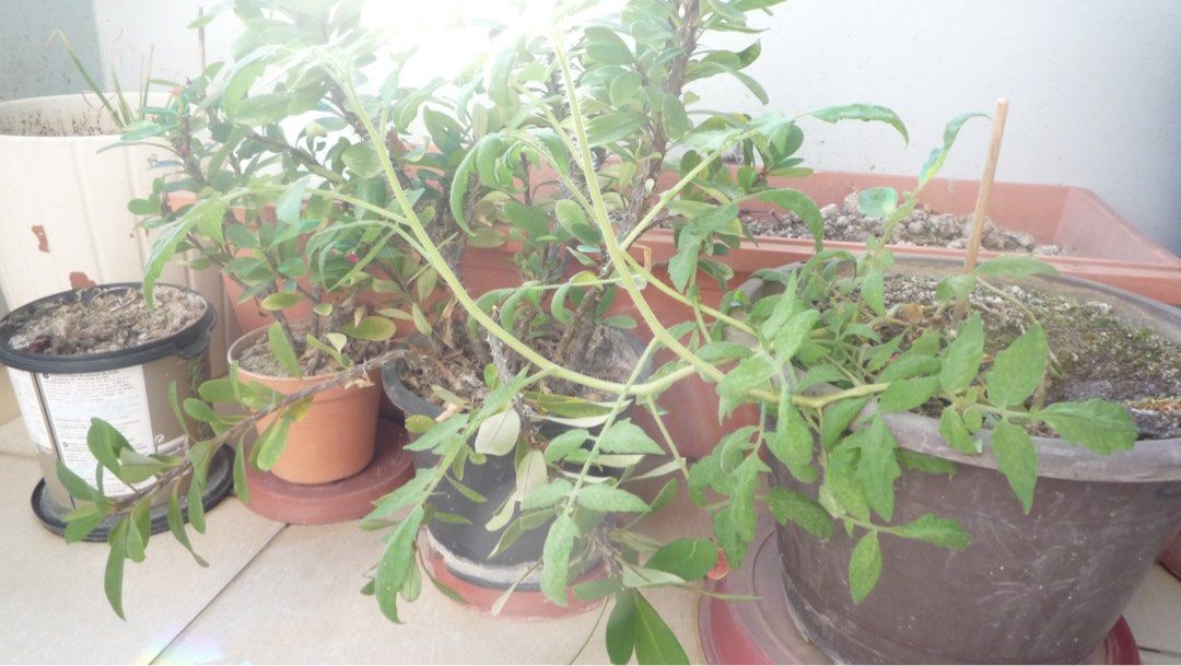 PANASONIC LUMIX DMC-FX36, Photography, Cameras on Carousell