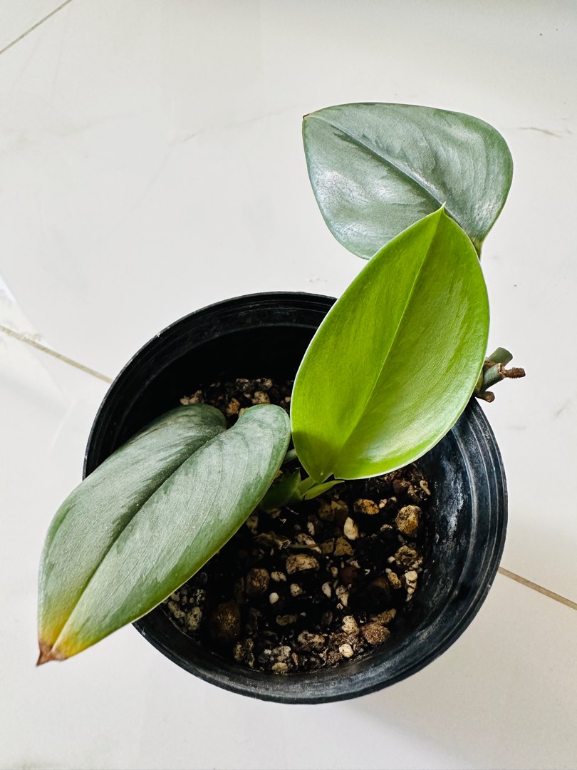 Scindapsus Treubii Moonlight, Furniture & Home Living, Gardening ...