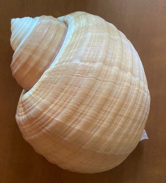 Seashell - Giant Tun seashell, Hobbies & Toys, Memorabilia ...