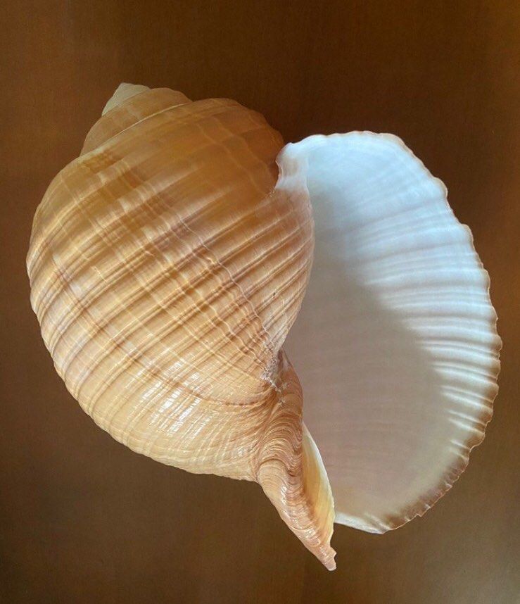 Seashell - Giant Tun seashell, Hobbies & Toys, Memorabilia ...