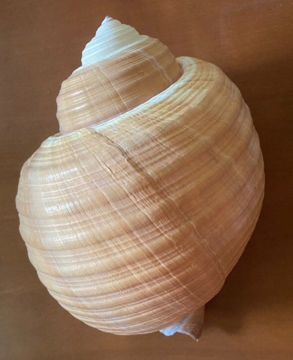 Seashell - Giant Tun seashell, Hobbies & Toys, Memorabilia ...