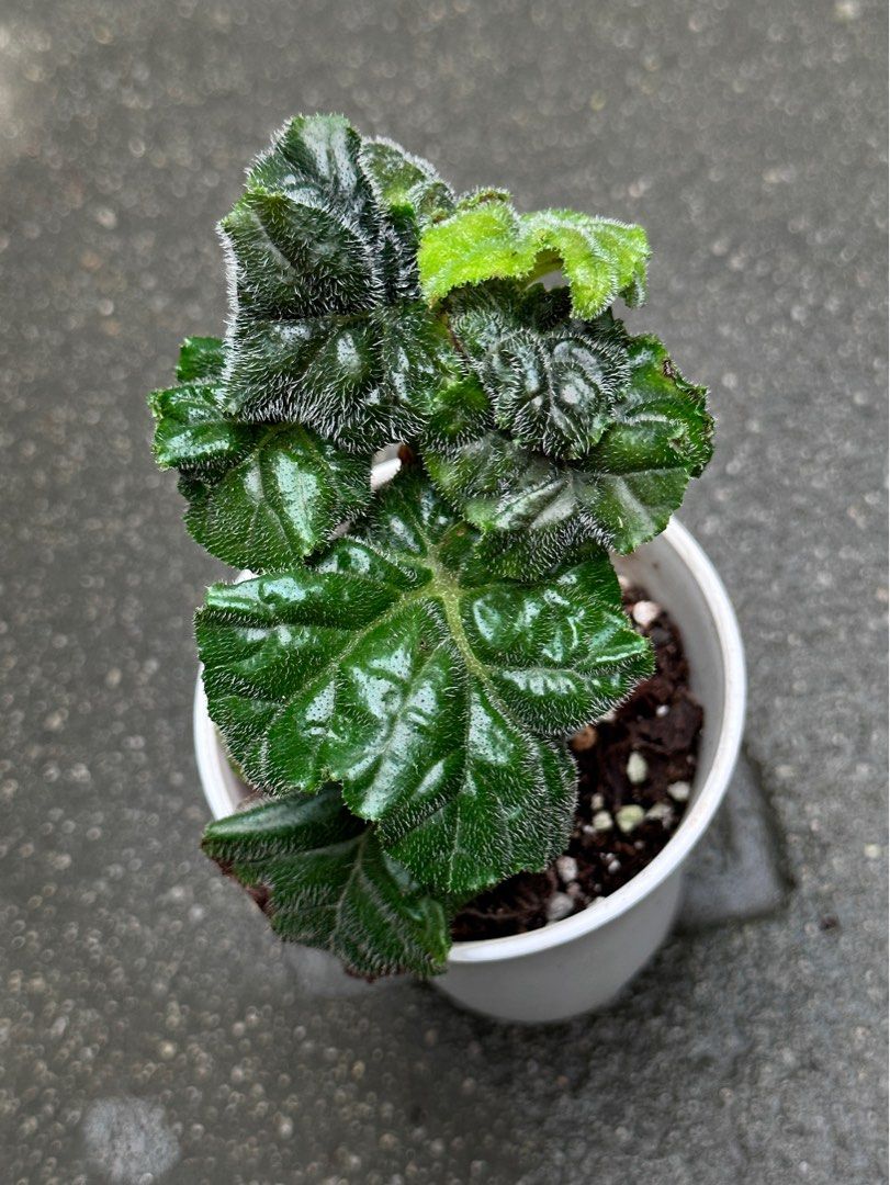 Begonia Magic Carpet, Furniture & Home Living, Gardening, Plants ...