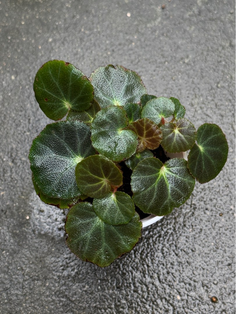 Begonia Subacida, Furniture & Home Living, Gardening, Plants & Seeds on ...