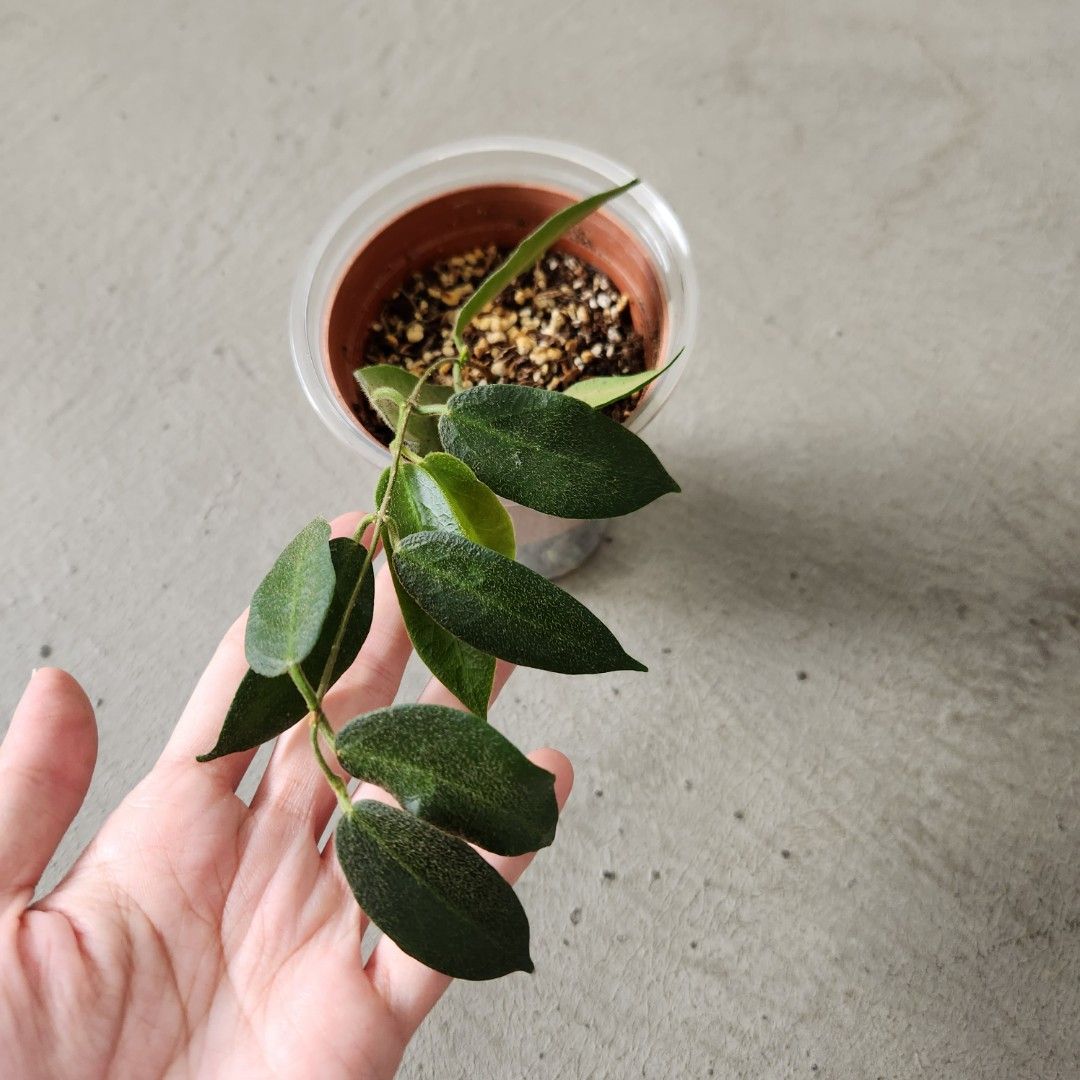 Hoya Patella Pink, Furniture & Home Living, Gardening, Plants & Seeds ...