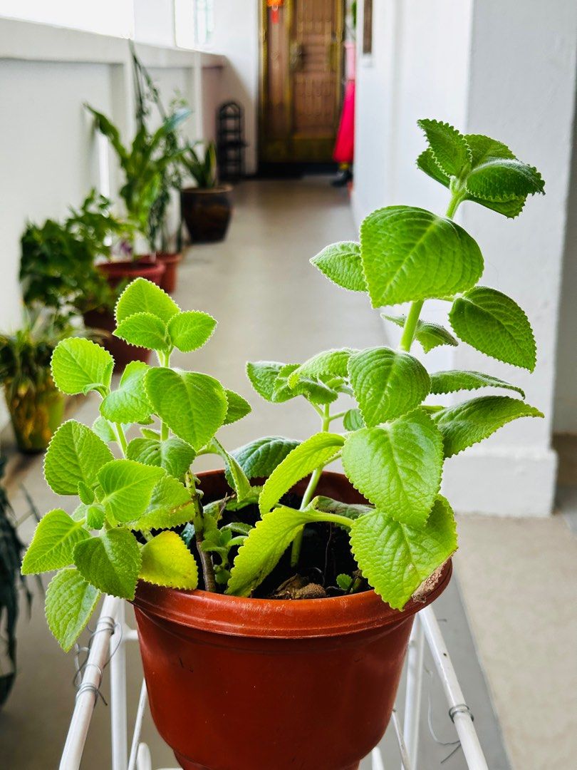 Karpuravalli / Karpooravalli / Panikoorka / Omavalli / Sambrani ...
