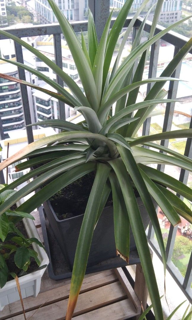 pinapple tree, Furniture & Home Living, Gardening, Plants & Seeds on ...