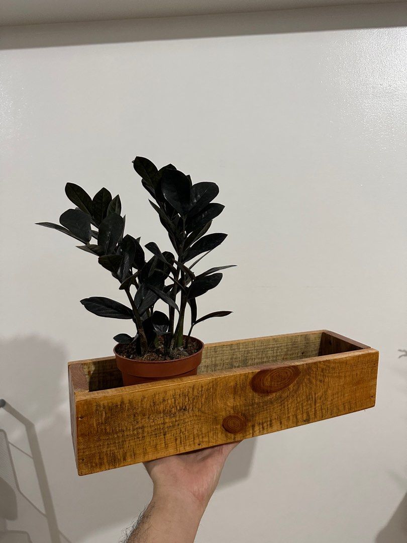 Plant Box (pure wood) on Carousell