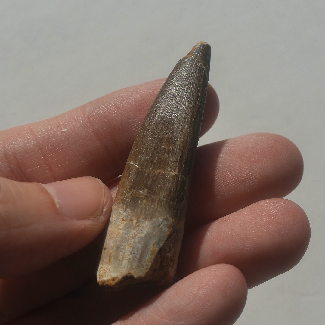 Plesiosaur fossil tooth from age of dinosaurs, Hobbies & Toys ...