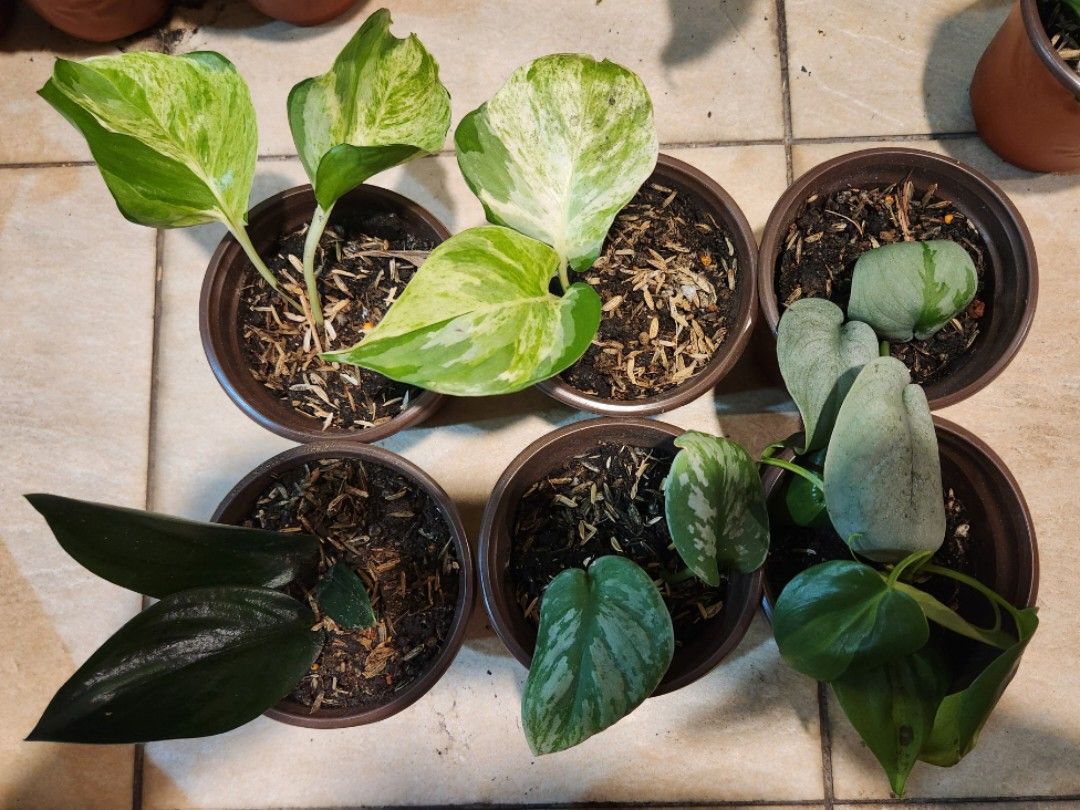 Pothos/scindapsus/brasil, Furniture & Home Living, Gardening, Plants ...