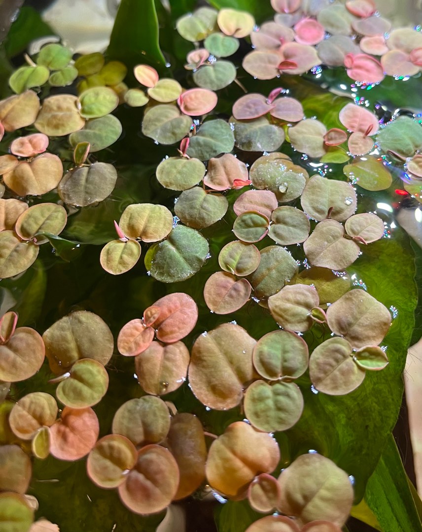 Red root floaters, Furniture & Home Living, Gardening, Plants & Seeds ...