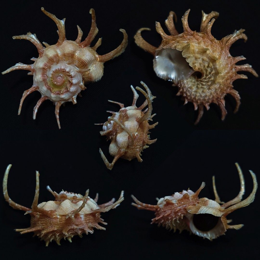 Seashell - Angaria sphaerula (Unusual Colour), Hobbies & Toys ...