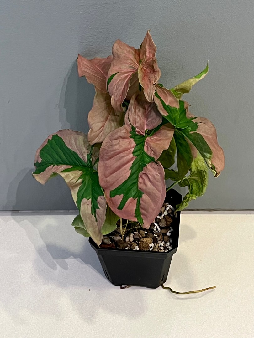Syngonium Pink Lava, Furniture & Home Living, Gardening, Plants & Seeds ...