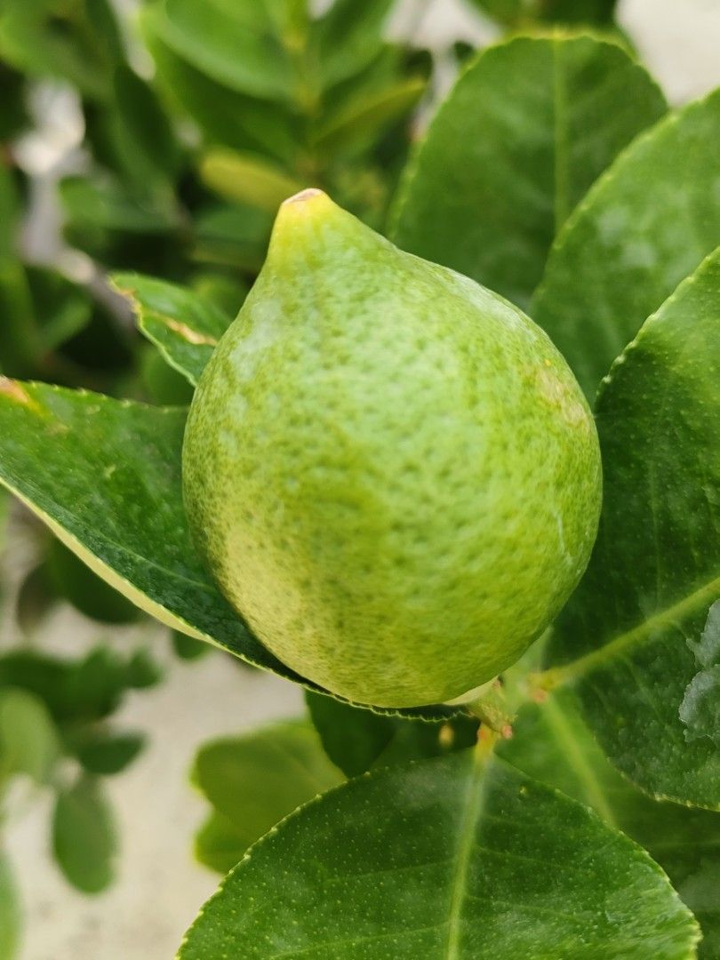 Taiwan Perfume Lemon, Furniture & Home Living, Gardening, Plants ...