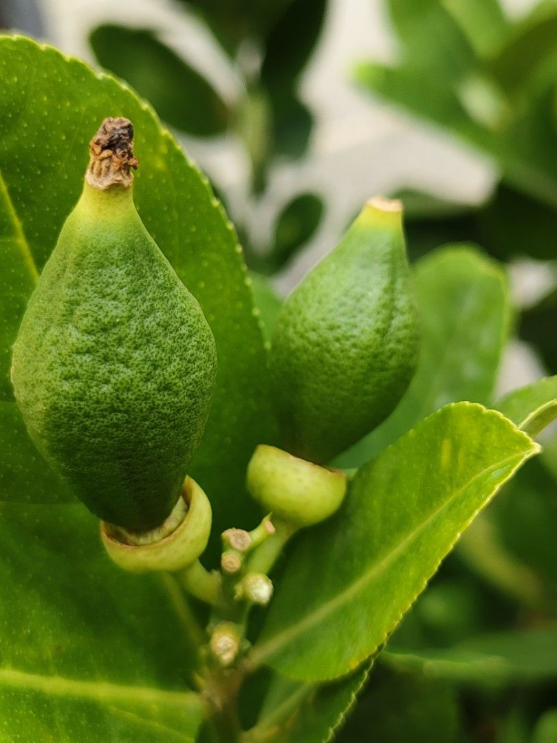 Taiwan Perfume Lemon, Furniture & Home Living, Gardening, Plants ...