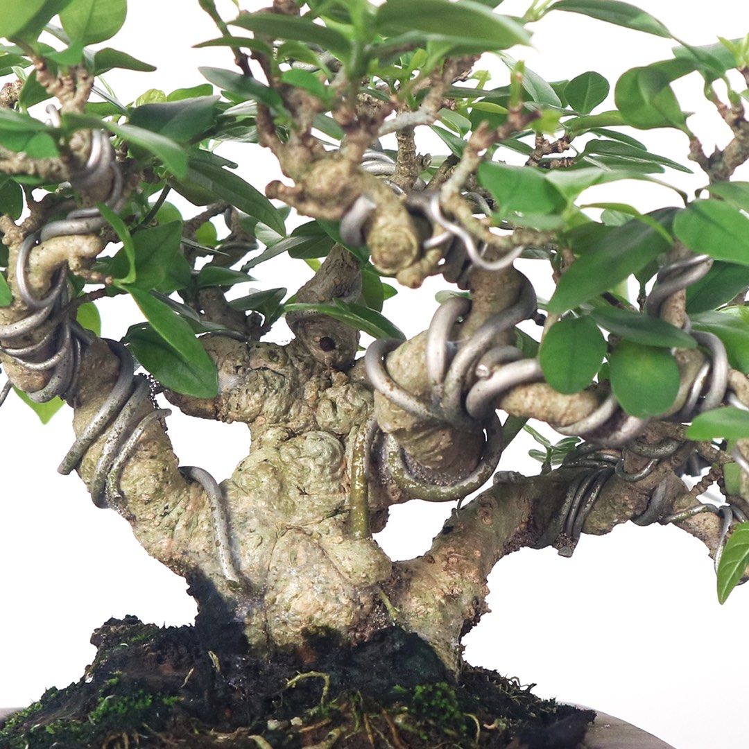 Wrightia religiosa Water Jasmine Bonsai 水梅, Furniture & Home Living ...